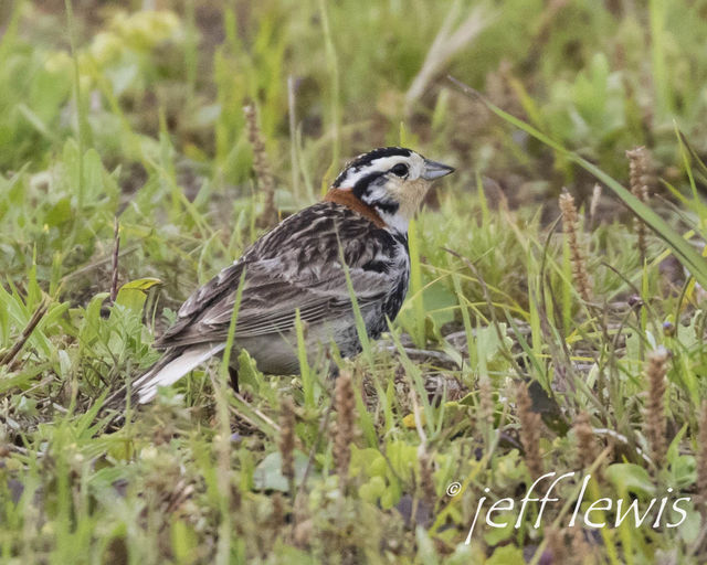 Chestnut-collared Longspur