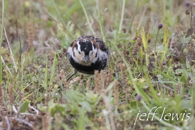 Chestnut-collared Longspur