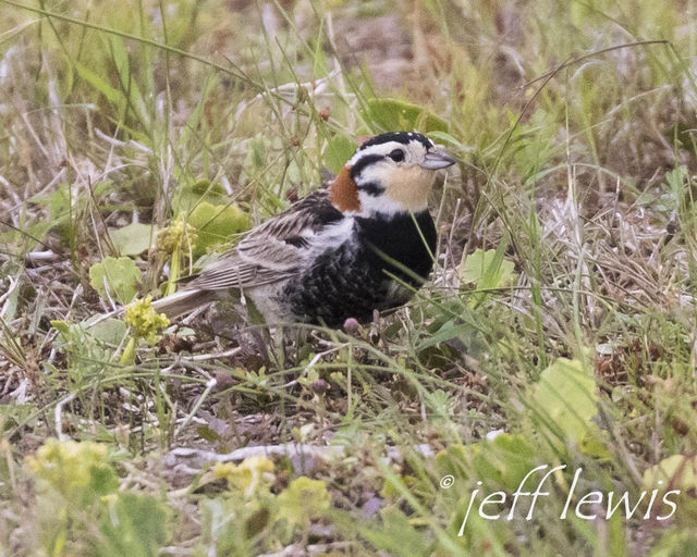 Chestnut-collared Longspur