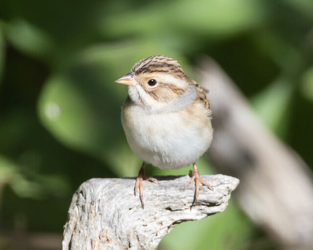 Clay-colored Sparrow