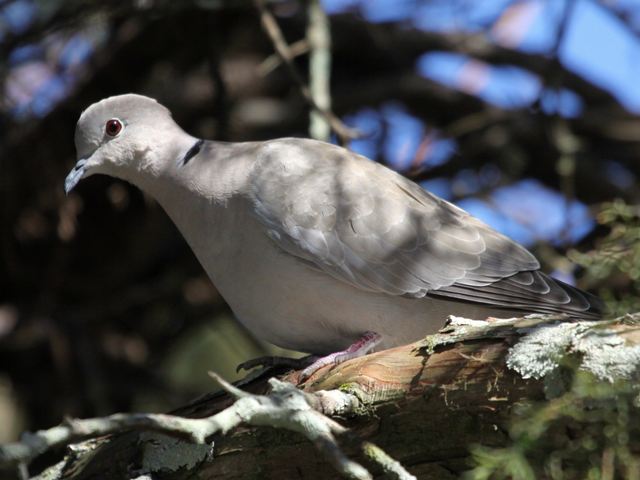 Eurasian Collared-Dove