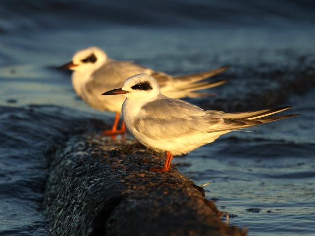 Forster's Terns