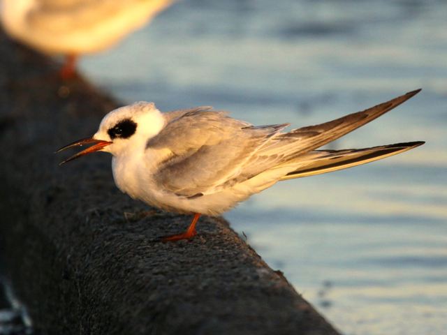 Forster's Terns
