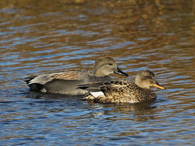 Gadwalls
