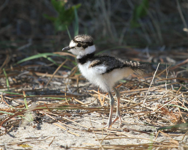 Killdeer