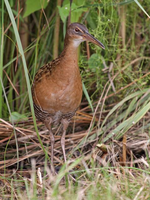 King Rail