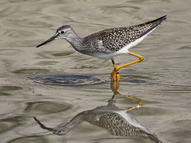 Lesser Yellowlegs