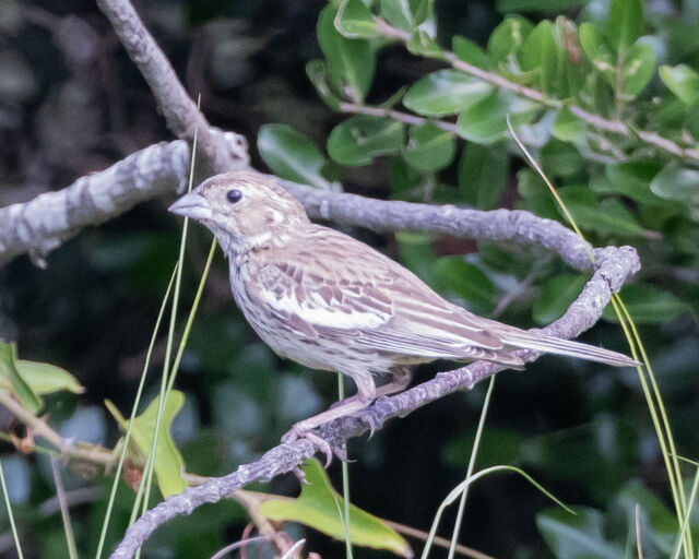 Lark Bunting