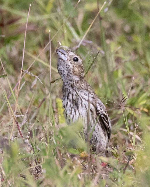 Lark Bunting