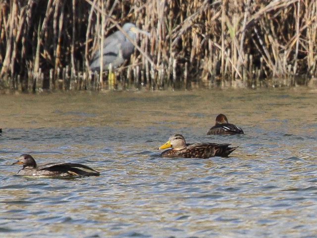 Mottled Duck