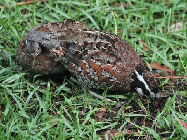 Northern Bobwhite