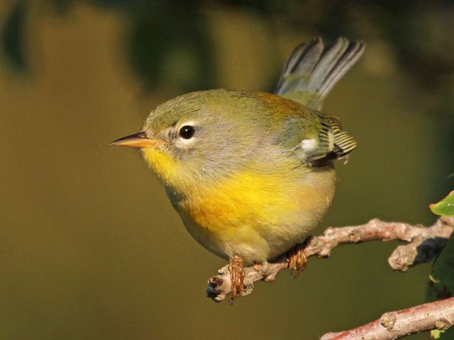 Northern Parula