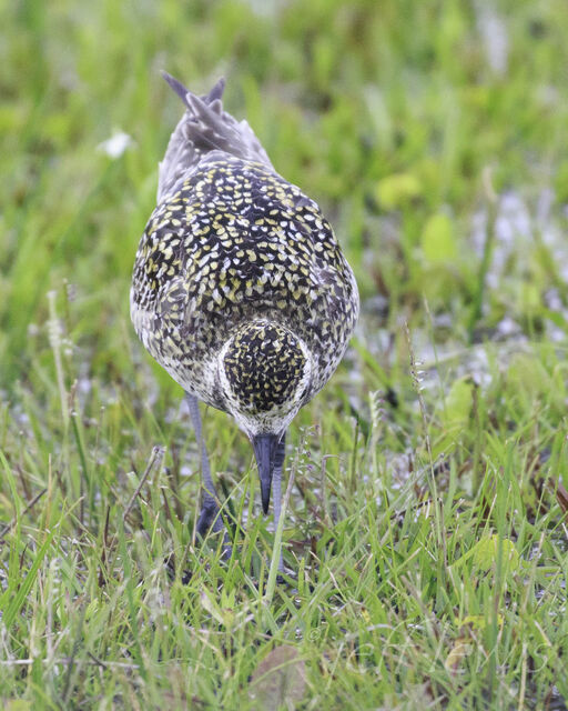 Pacific Golden-Plover
