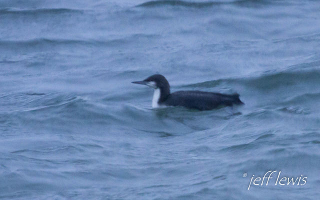 Pacific Loon