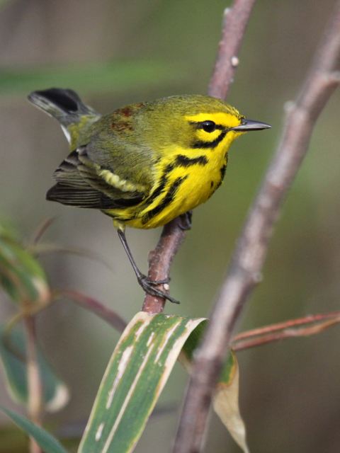 Prairie Warbler