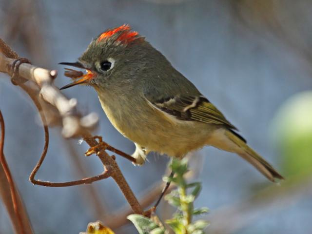 Ruby-crowned Kinglet
