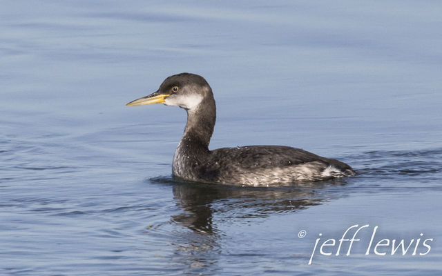 Red-necked Grebe