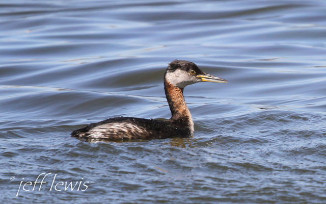 Red-necked Grebe