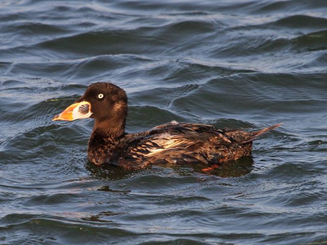 Surf Scoter