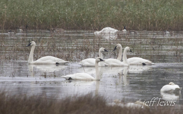 Trumpeter Swan
