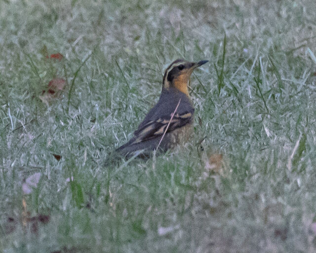 Varied Thrush