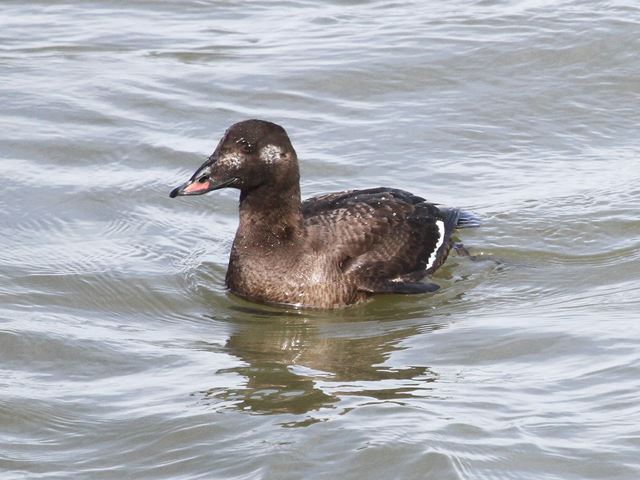 White-winged Scoters