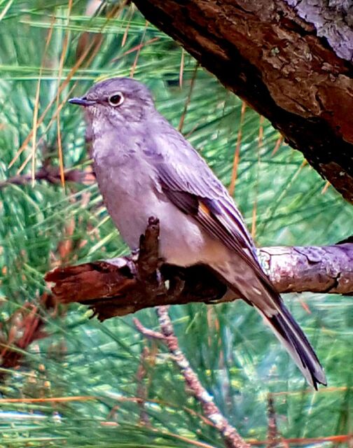 Townsend's Solitaire