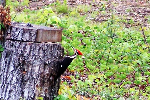 Pileated Woodpecker