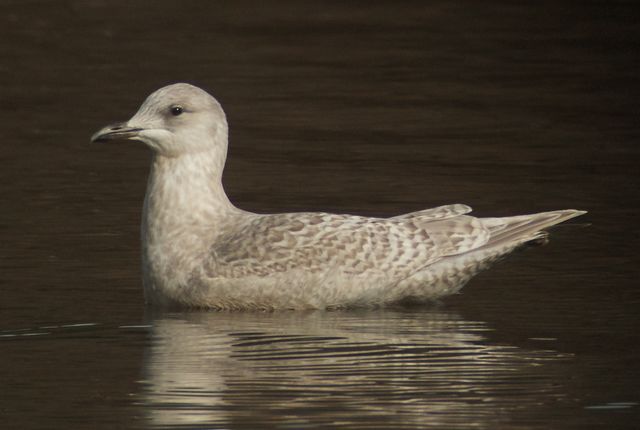 Iceland Gull