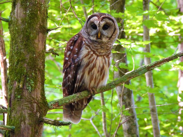Barred Owl