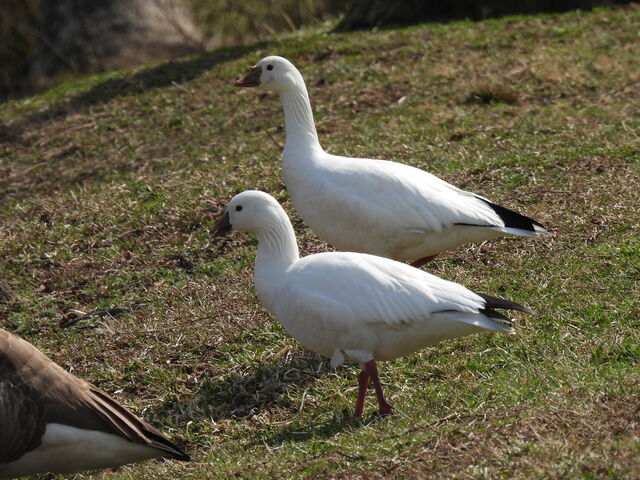 Ross's Goose