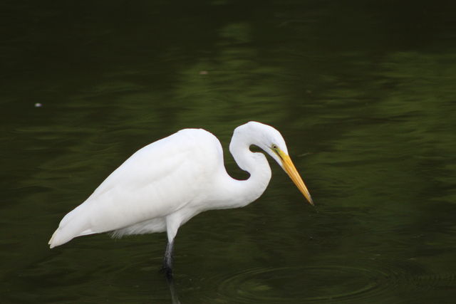 Great Egret