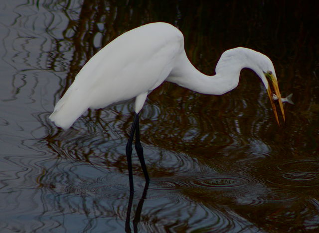 Great Egret