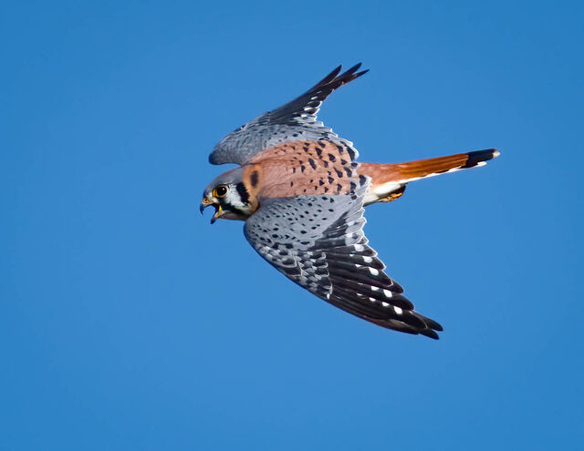 American Kestrel