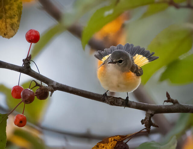 American Redstart