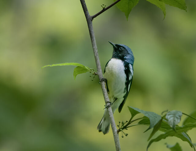 Black-throated Blue Warbler