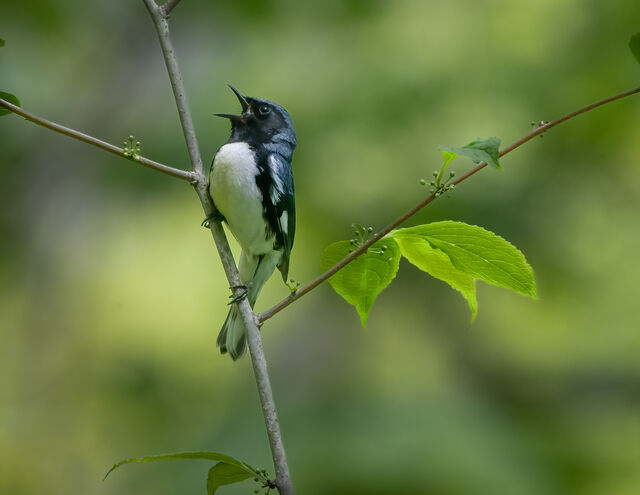 Black-throated Blue Warbler