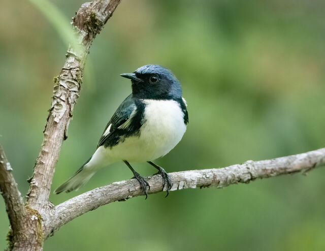 Black-throated Blue Warbler