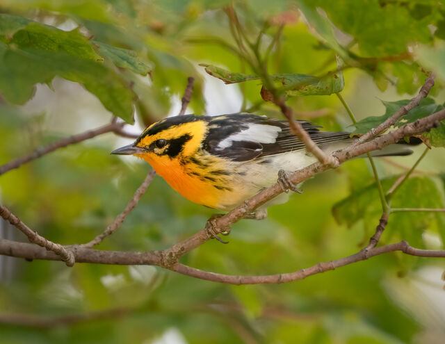 Blackburnian Warbler