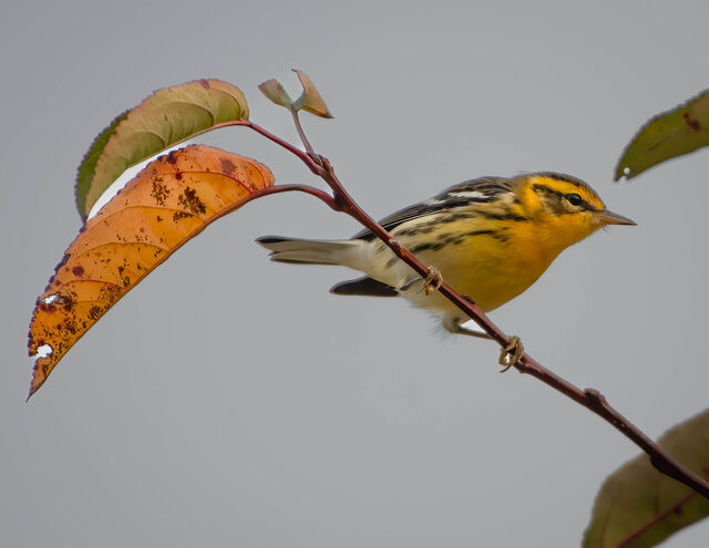 Blackburnian Warbler