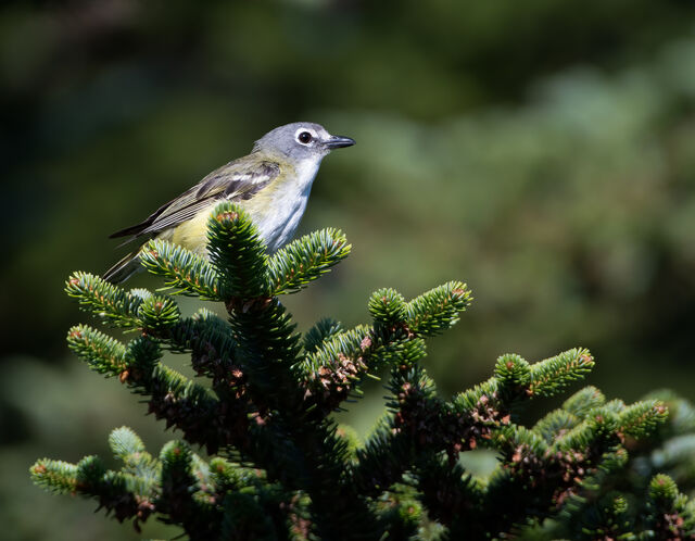 Blue-headed Vireo