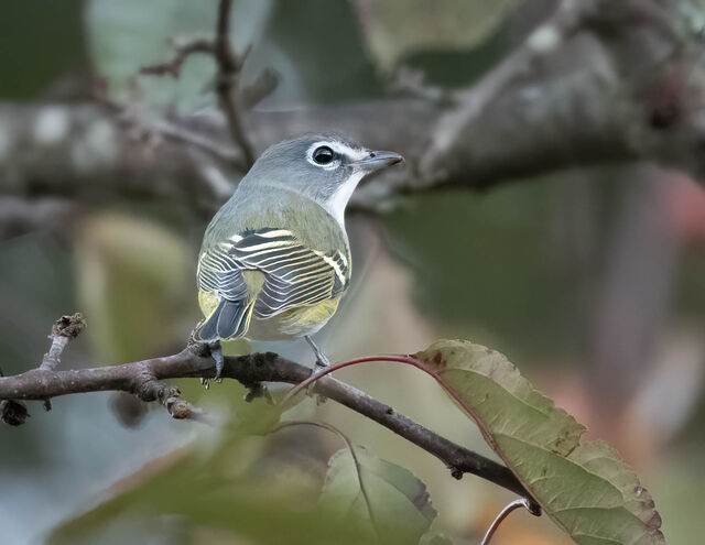 Blue-headed Vireo