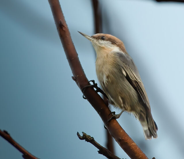 Brown-headed Nuthatch