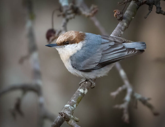 Brown-headed Nuthatch