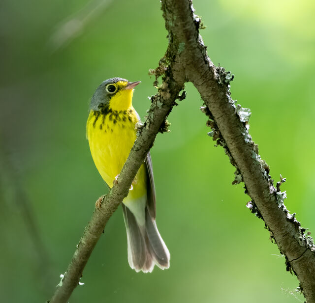 Canada Warbler