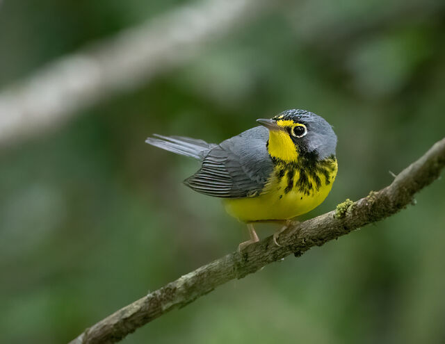 Canada Warbler
