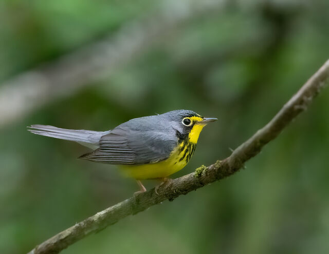 Canada Warbler