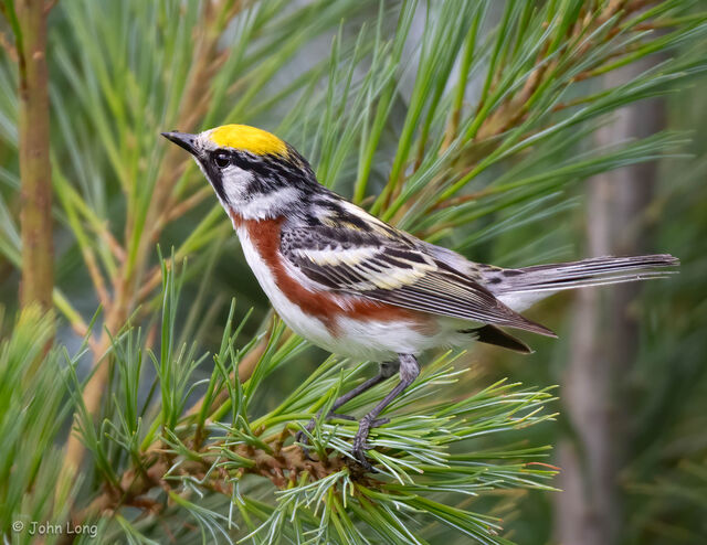 Chestnut-sided Warbler