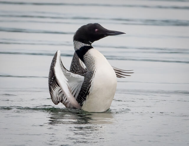 Common Loon