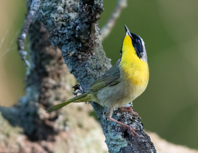 Common Yellowthroat